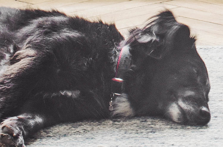 World First 360 Degree Dog Camera, Stay Connected.